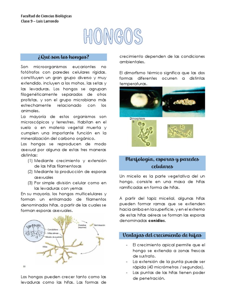 ¿Qué Son Los Hongos? | PDF | Hongo | Candidiasis