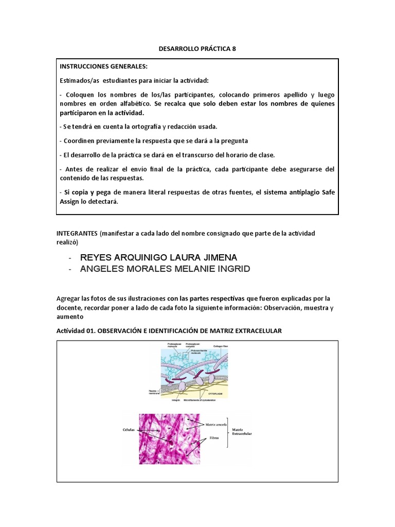 DESARROLLO PRÁCTICA 8 Bio | PDF | Tejido conectivo | Mitocondria