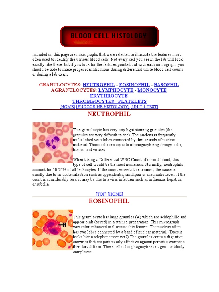 About Blood Cells | PDF | White Blood Cell | Granulocyte