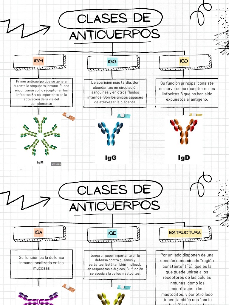 Tipos de Anticuerpos | PDF | Anticuerpo | Linfocitos
