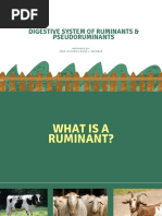 Ruminant and Pseudo-Ruminant Digestive System | PDF | Home & Garden ...