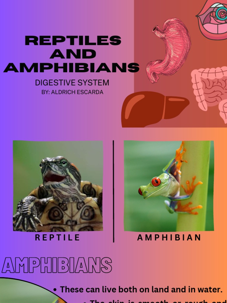 Reptiles-And-Amphibians | PDF | Science & Mathematics