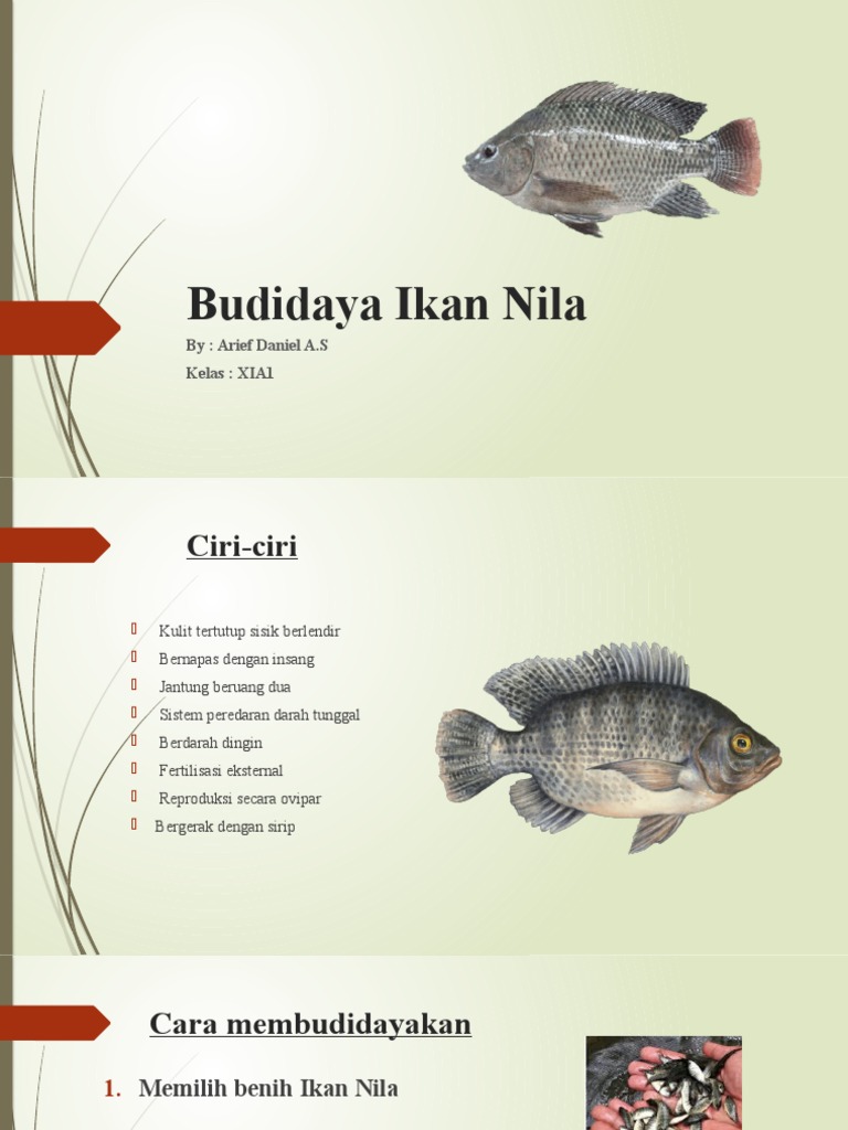 Budidaya Ikan Nila | PDF