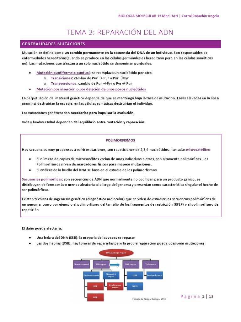 Reparación Del Adn | PDF | Reparación de adn | Adn