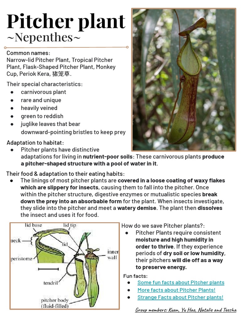 Science 2022 Project - Pitcher Plant | PDF