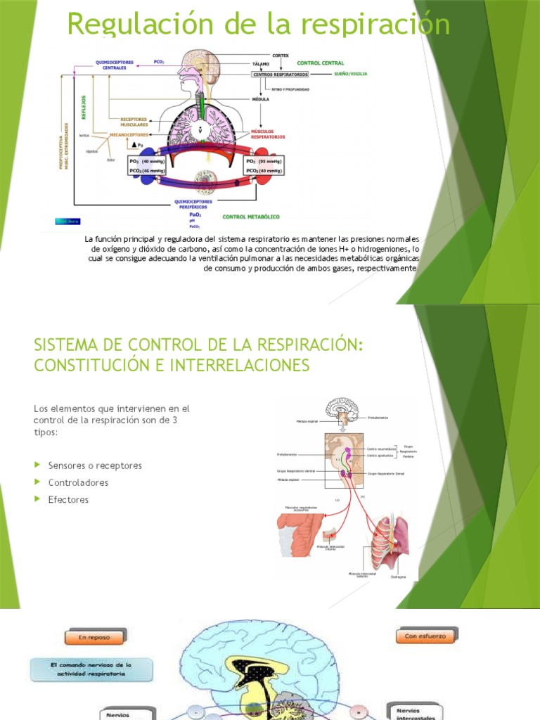 Control del Sistema Respiratorio | PDF | Sistema respiratorio | Respiración