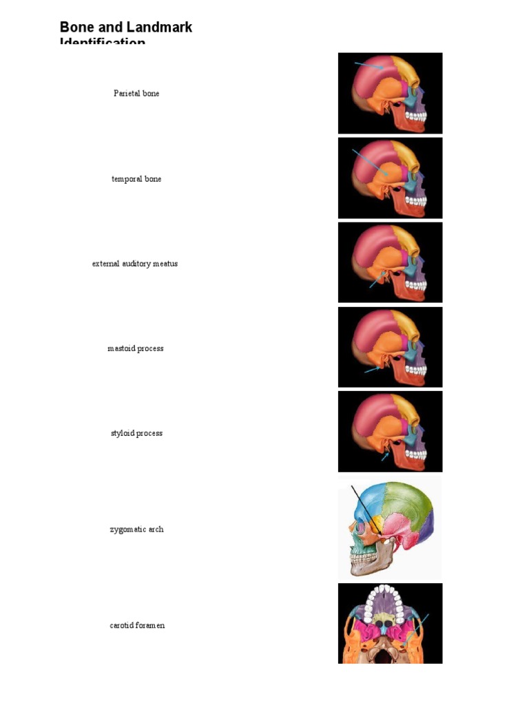 Bone and Anatomical Landmark Guide | PDF | Vertebra | Vertebral Column