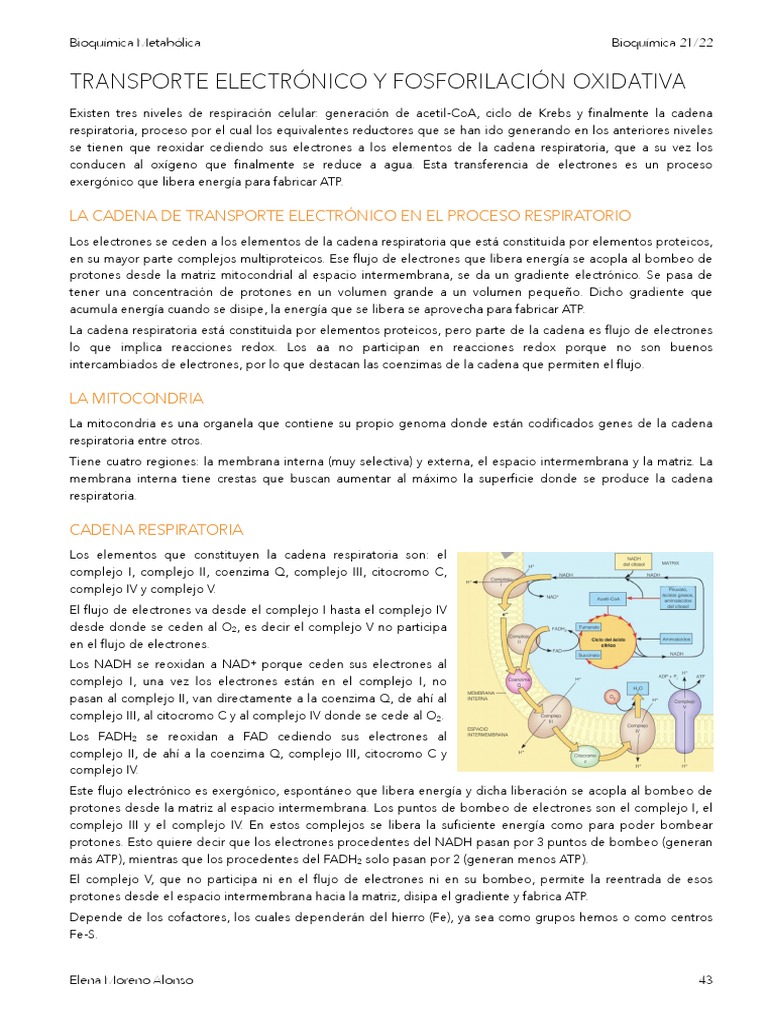 Bioquimica Cad Respiratoria | PDF | Cadena de transporte de electrones | Trifosfato de adenosina