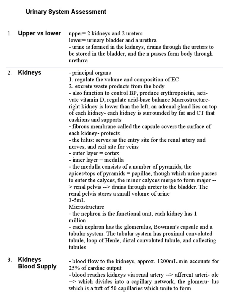 Overview of Urinary System Anatomy | PDF | Kidney | Urinary Bladder