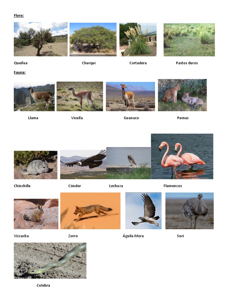 Flora y Fauna de Jujuy | PDF