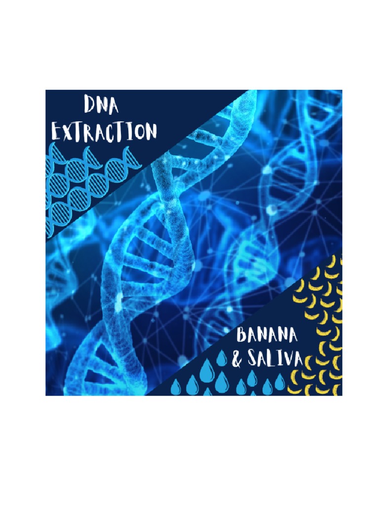 Experiment Reports of DNA Extraction From Banana and Saliva | PDF | Dna ...