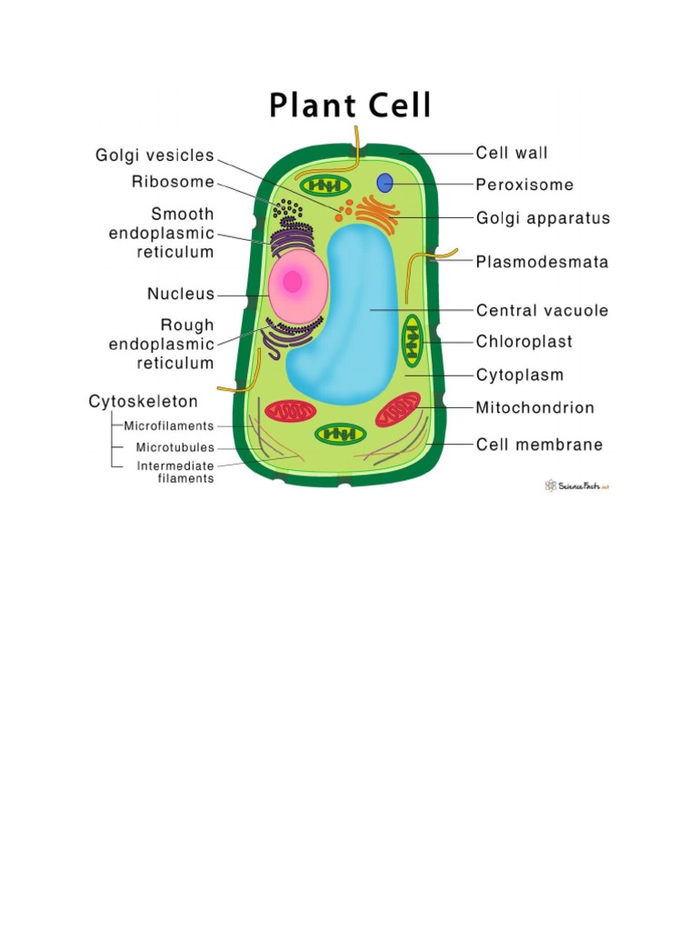 Plant Cell | PDF