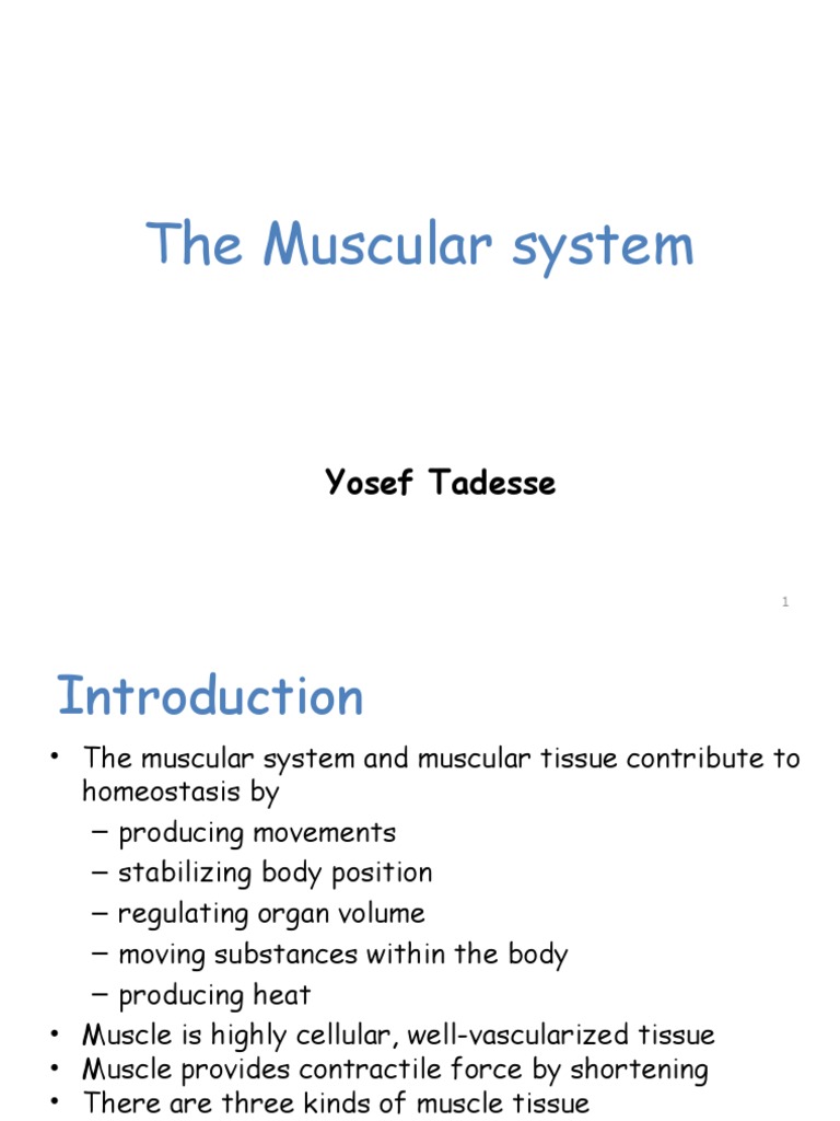 Muscular System | PDF | Skeletal Muscle | Musculoskeletal System