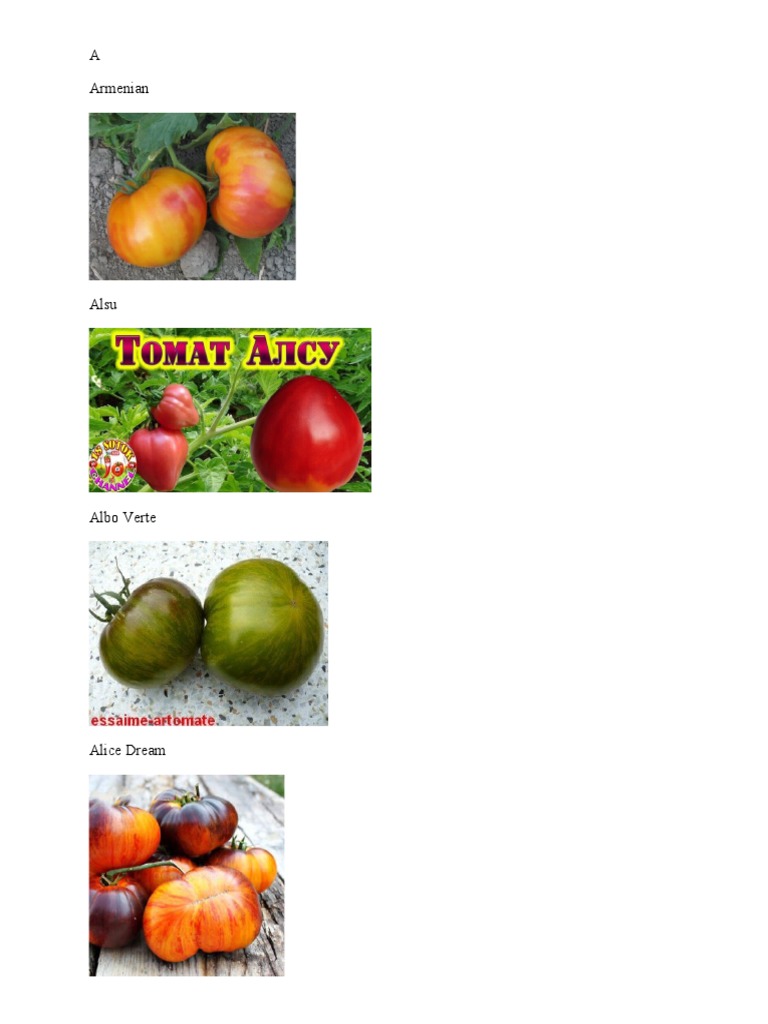 Tomate Pdf