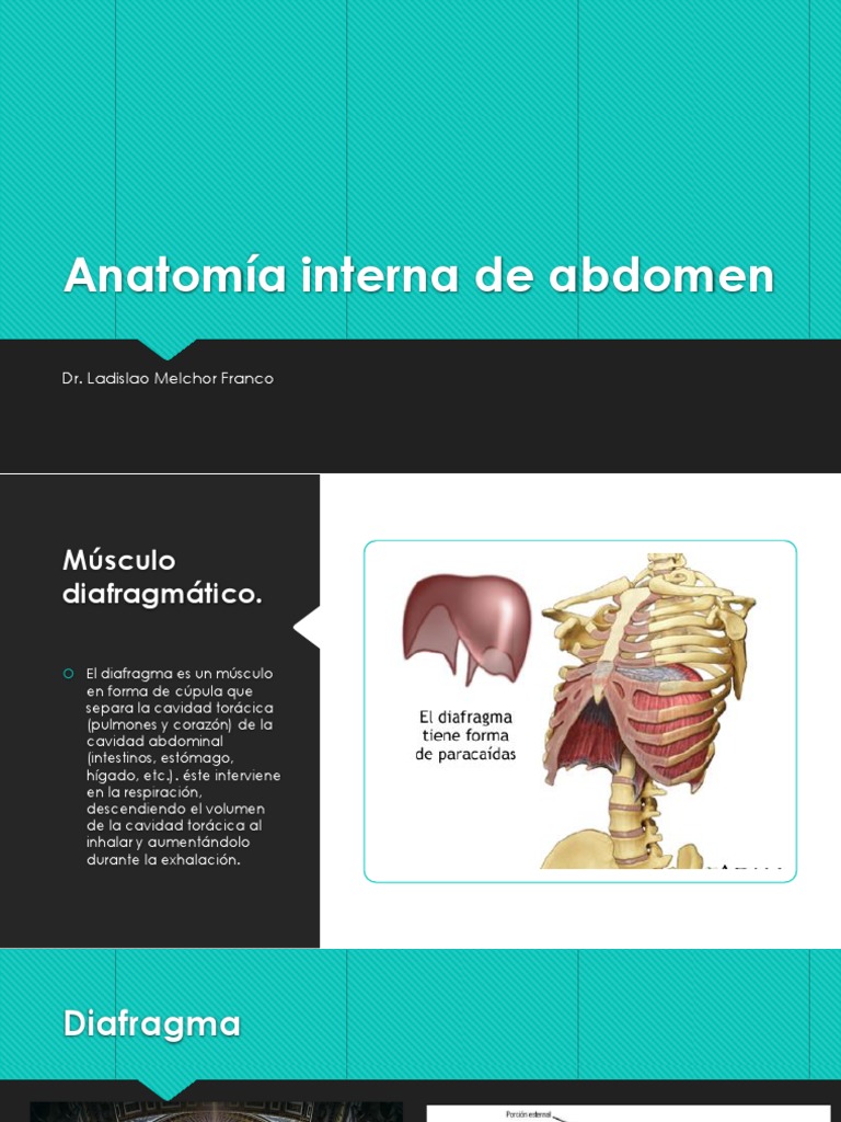 Anatomía Interna de Abdomen | PDF
