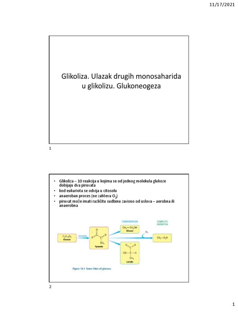 13-Glikoliza Vs Glukoneogeneza | PDF