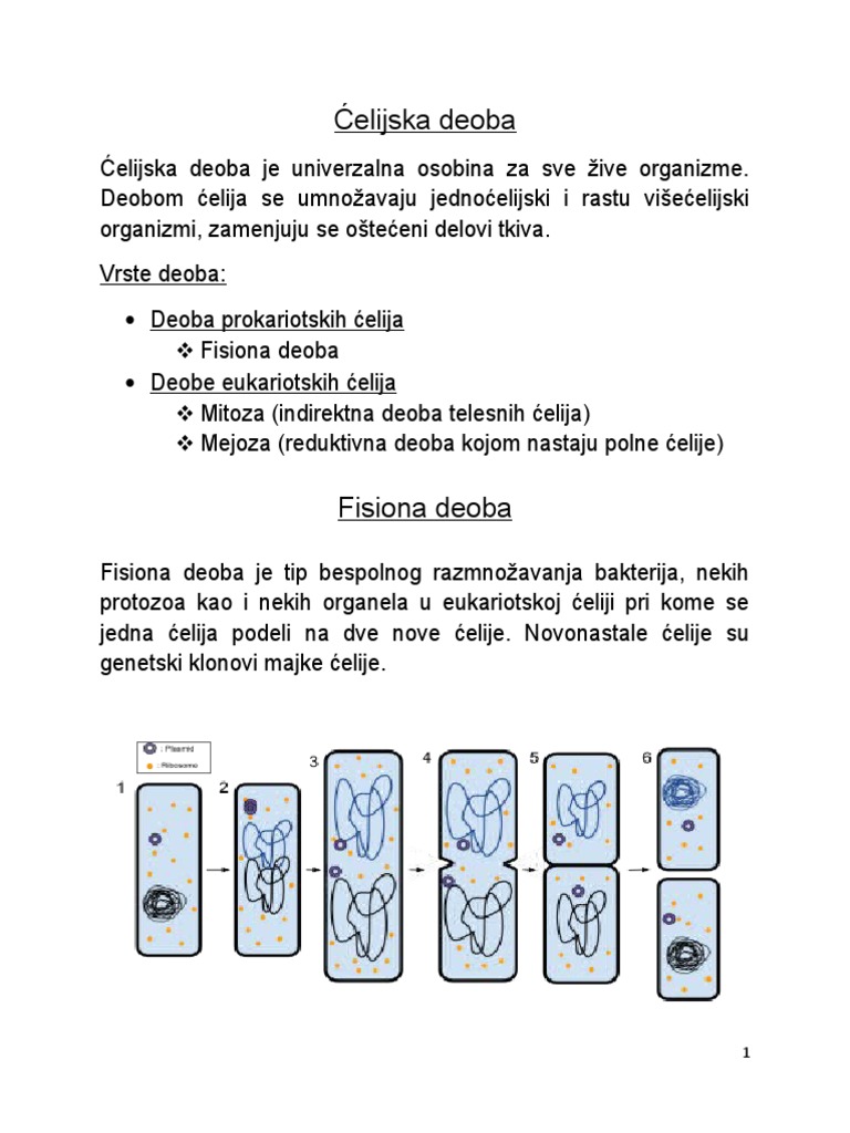 Ćelijska Deoba | PDF
