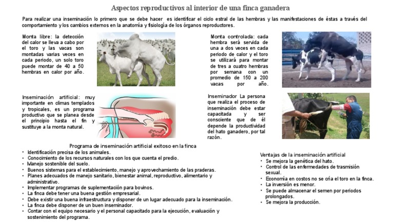 Presentation 1.pptx - 0 | PDF | Vacas