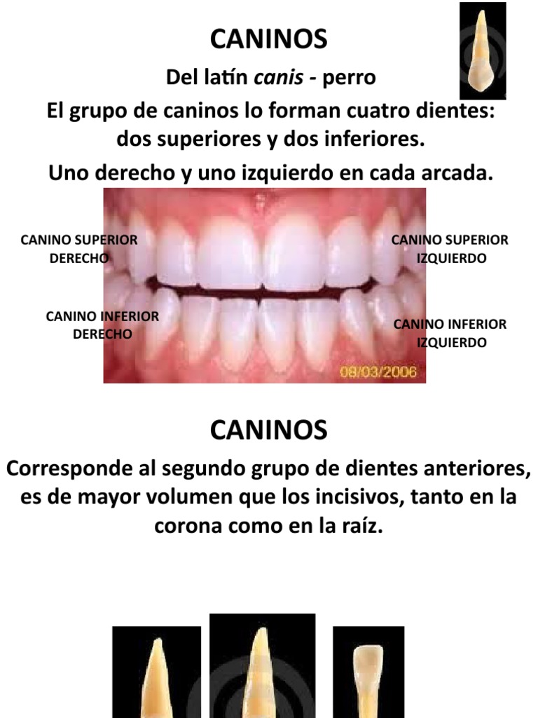 Caninos | PDF | Anatomia dental | Boca