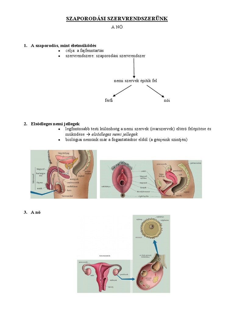 Szaporodási Szervrendszerünk: 1. A Szaporodás, Mint Életműködés | PDF