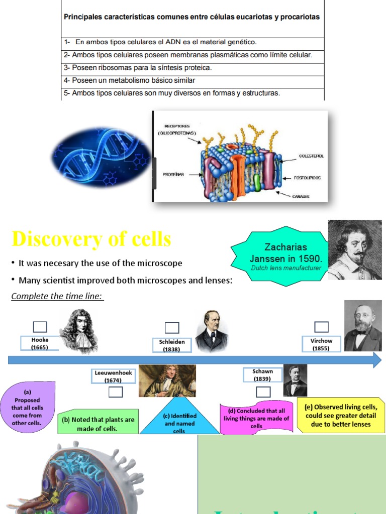 Cell Theory, Types of Cells, Microscope, Cellular Organelles | PDF ...