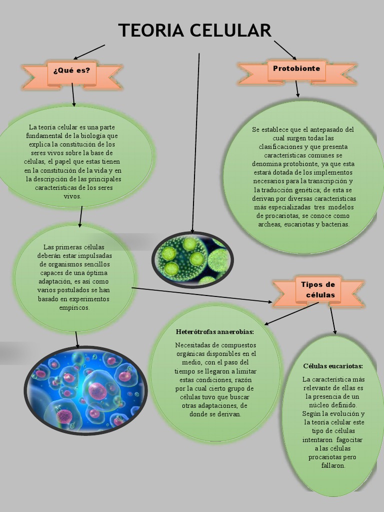Mapa Conceptual Teoria Celular 3 | PDF | Biología Celular | Naturaleza