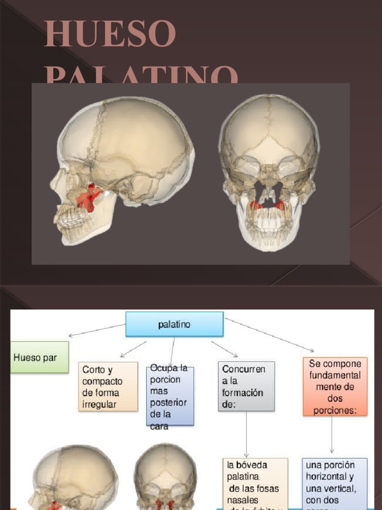 HUESO PALATINO (Autoguardado) | PDF