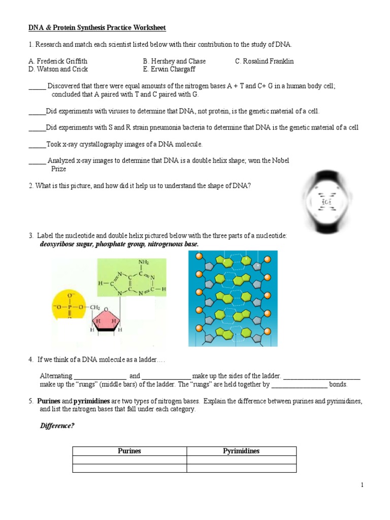 DNA Protein Synthesis Practice Worksheet | PDF | Rna | Dna