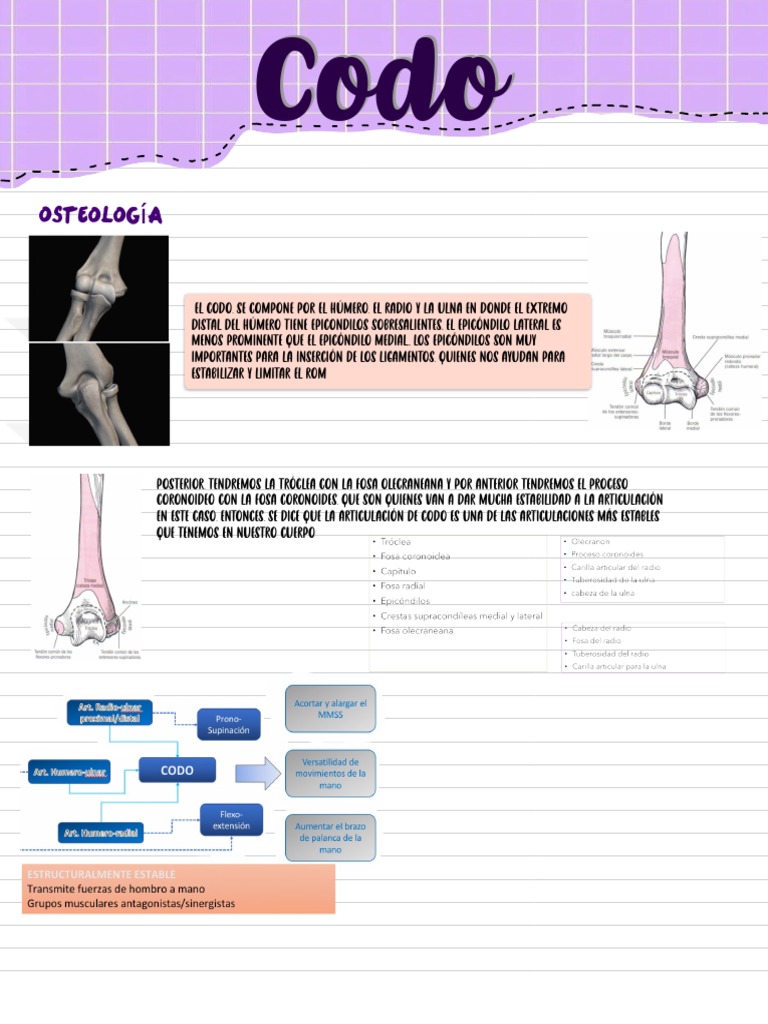 Osteología | Descargar gratis PDF | Codo | Articulaciones