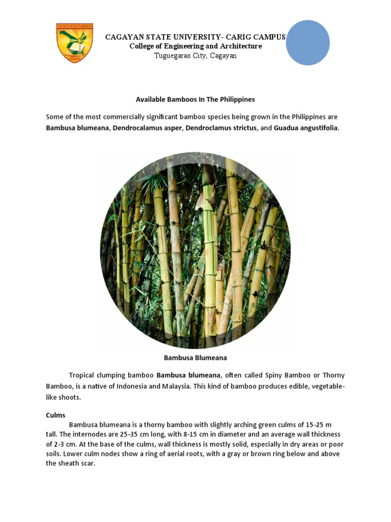 Bamboo Species in the Philippines | PDF | Bamboo | Plants