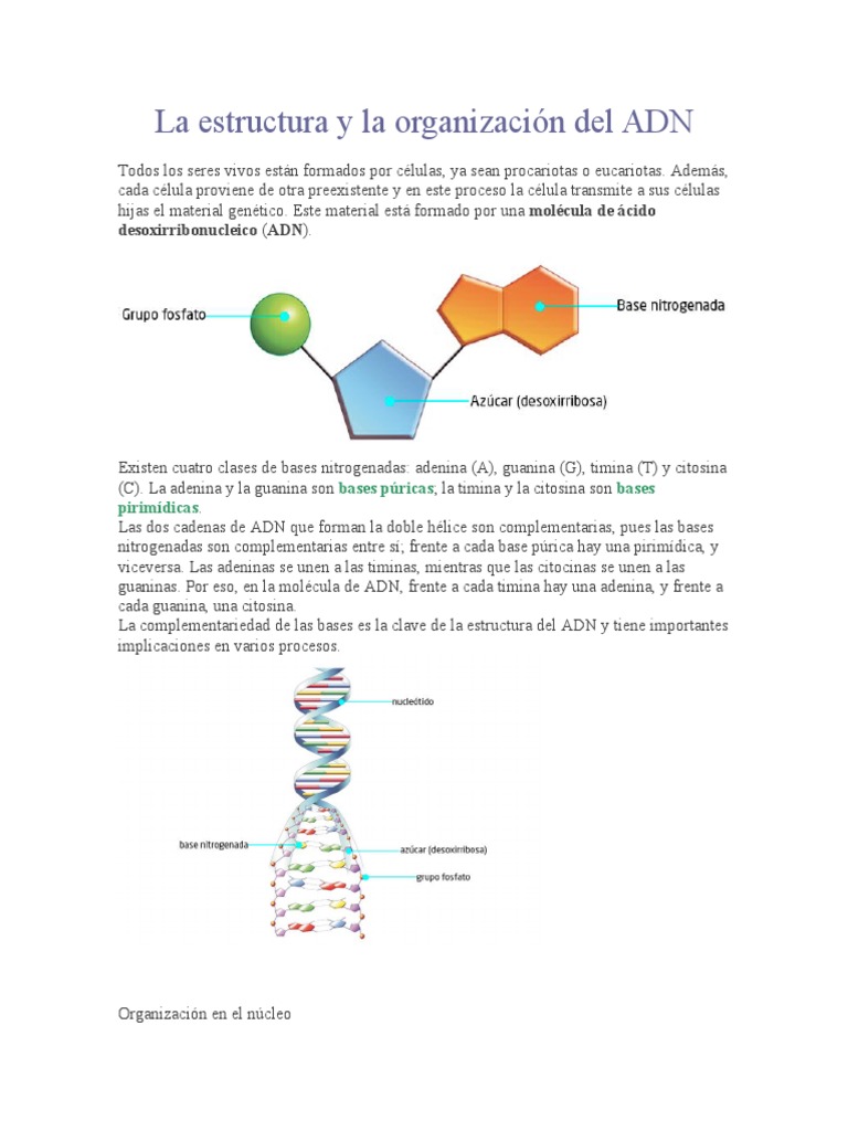 La estructura y la organización del ADN | PDF