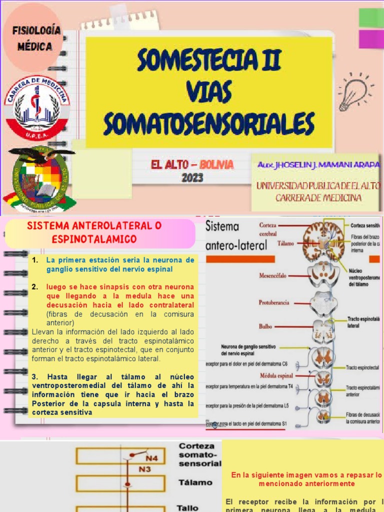 Somestecia Parte Ii | PDF | Tálamo | Cerebro