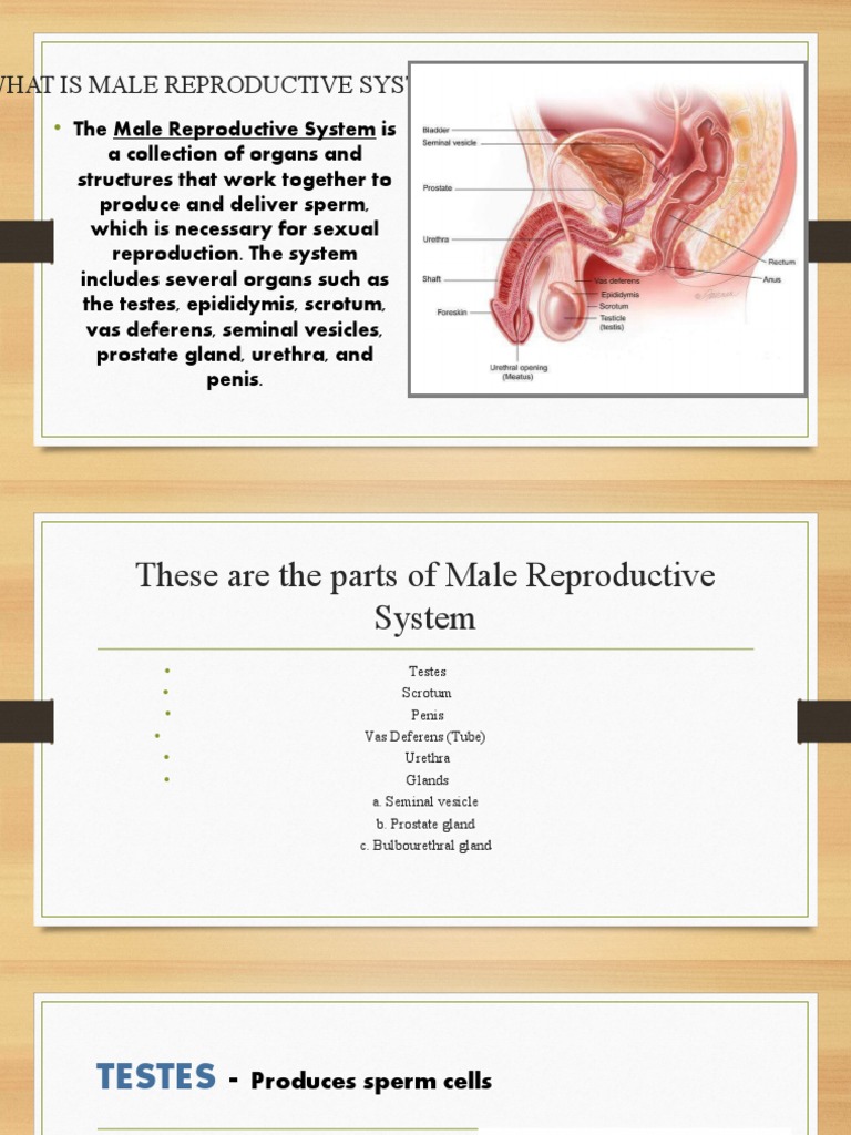 Overview of Male Reproductive Anatomy | PDF | Testicle | Prostate