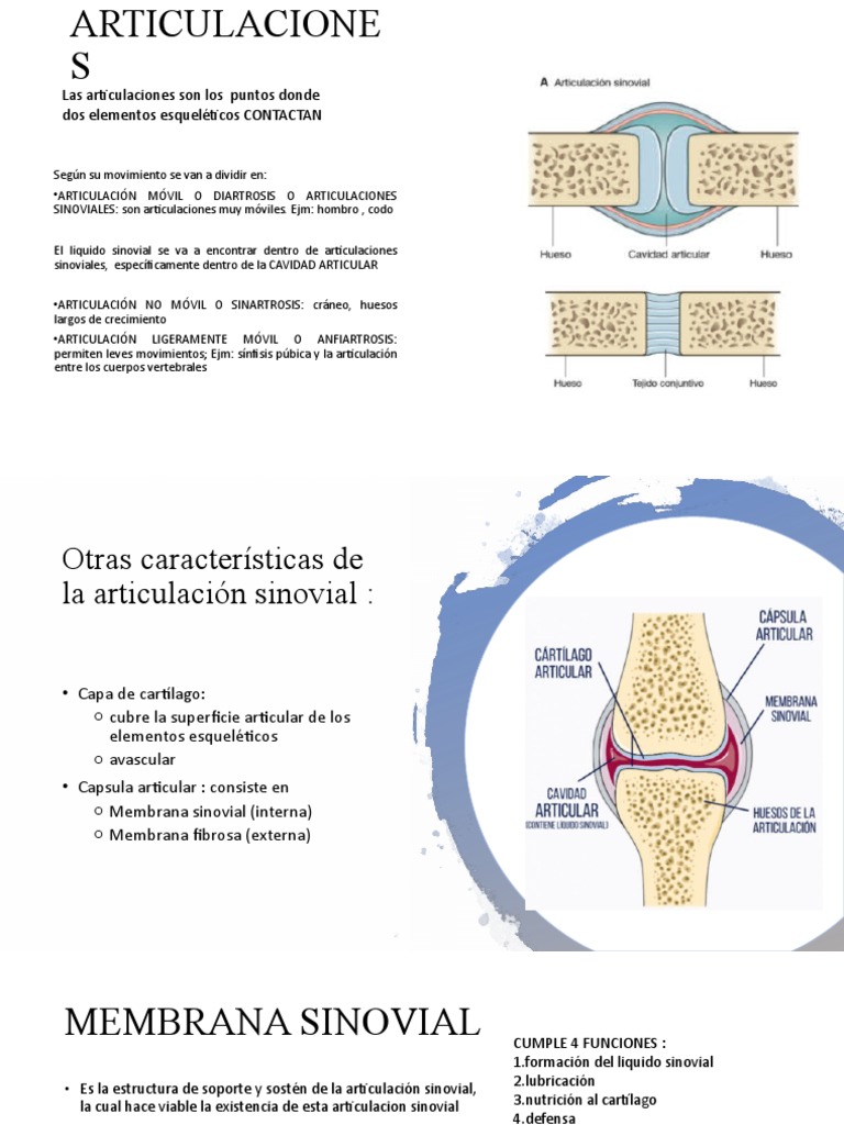 Estructura y Función de la Membrana Sinovial | PDF | Articulación ...