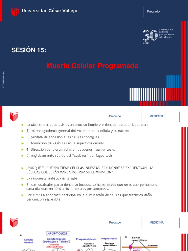 Muerte Celular Programada: Sesión 15 | PDF | Bcl 2 | Apoptosis
