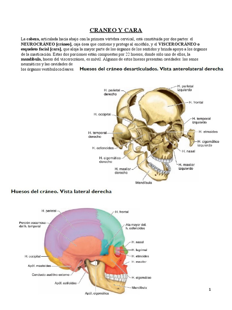 Clase 2 CRANEO Y CARA | PDF | Cráneo | Cabeza y cuello humanos