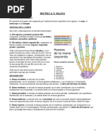 Anatomía de las Falanges en Veterinaria | PDF | Sistema esquelético ...