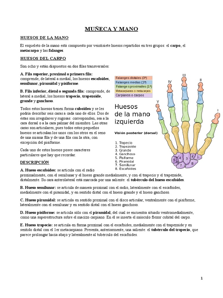 Anatomía de la Mano y Muñeca | PDF | Mano | Articulación