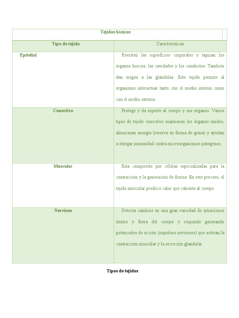 Tejidos Básicos | PDF