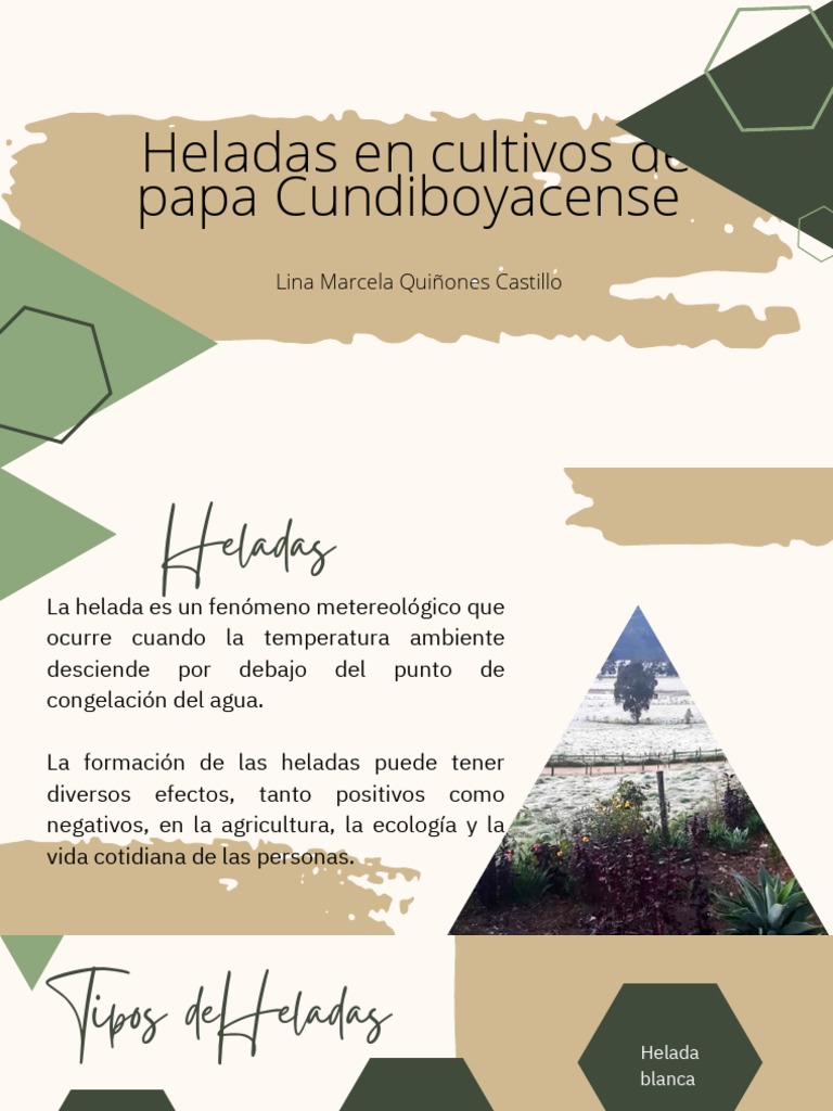 Heladas en cultivos de papa Cundiboyacense | PDF | Agricultura ...