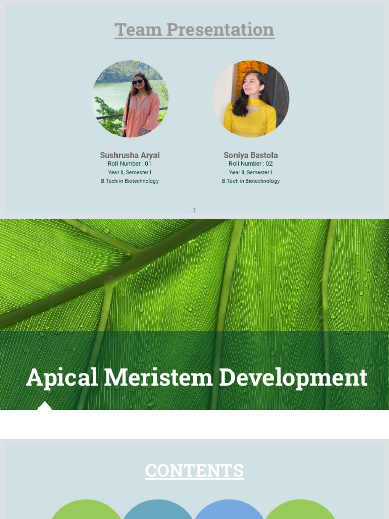 Apical Meristem Development Guide | PDF | Auxin | Plant Hormone