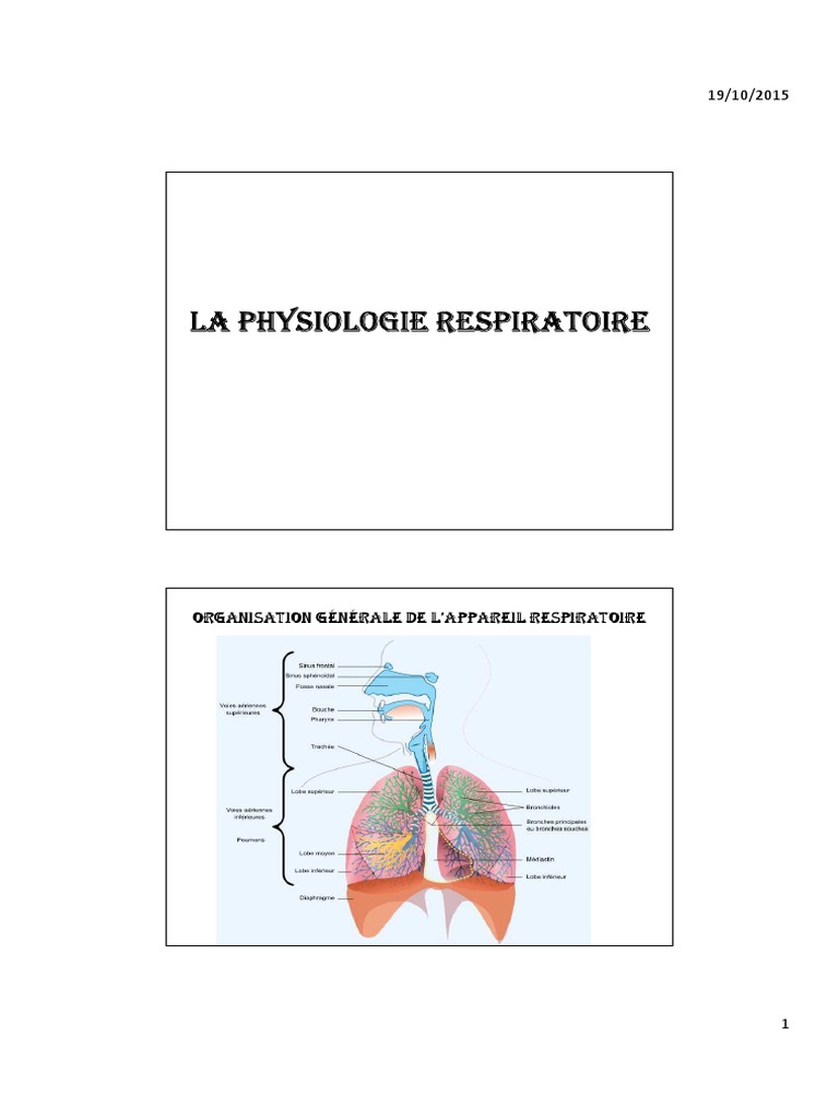 Physiologie de l'Appareil Respiratoire | PDF | Respiration | Système ...