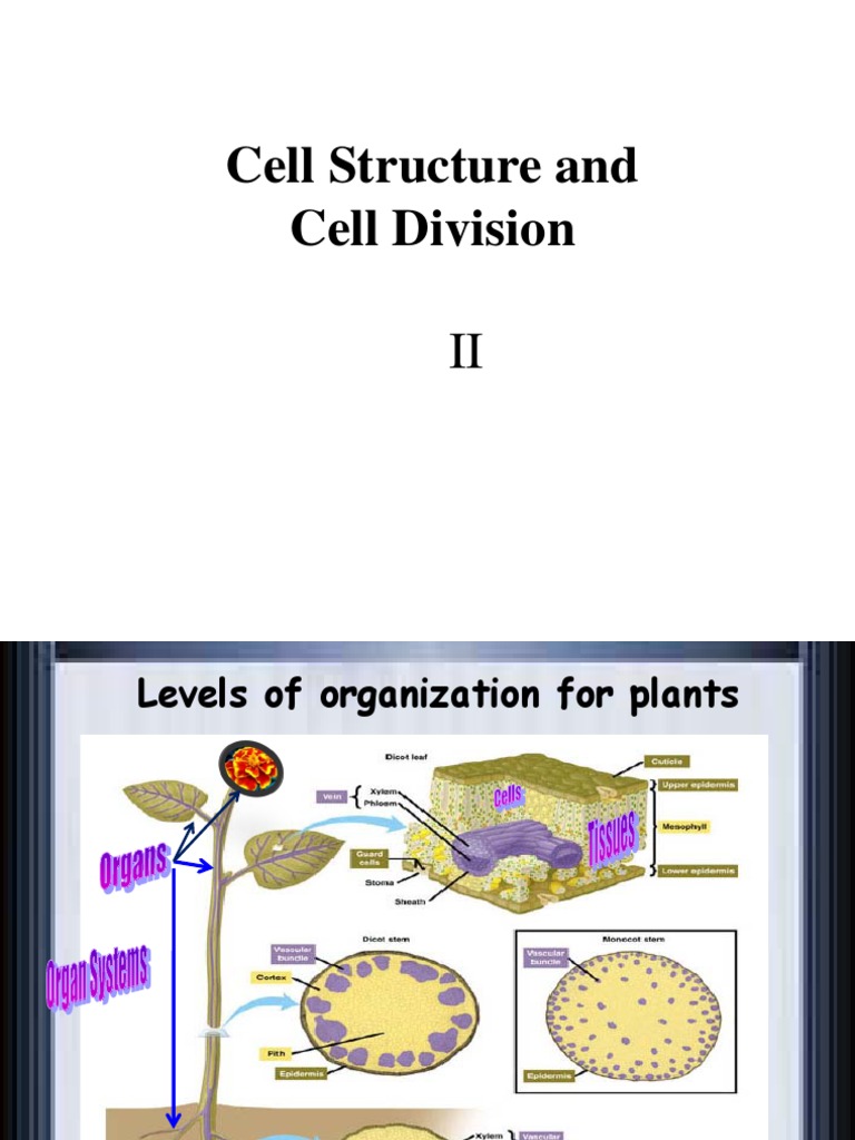 Cell Structure and Cell Division | PDF | Meiosis | Mitosis