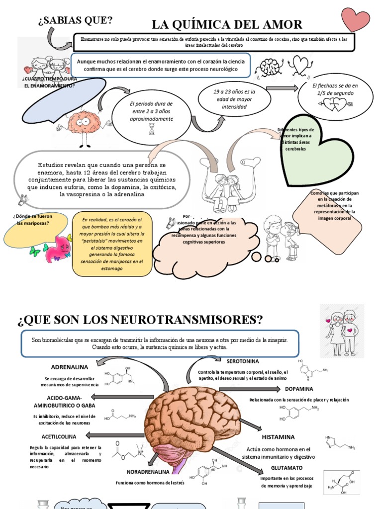 La Química Del Amor: ¿Sabias Que? | PDF | Cerebro | Dopamina