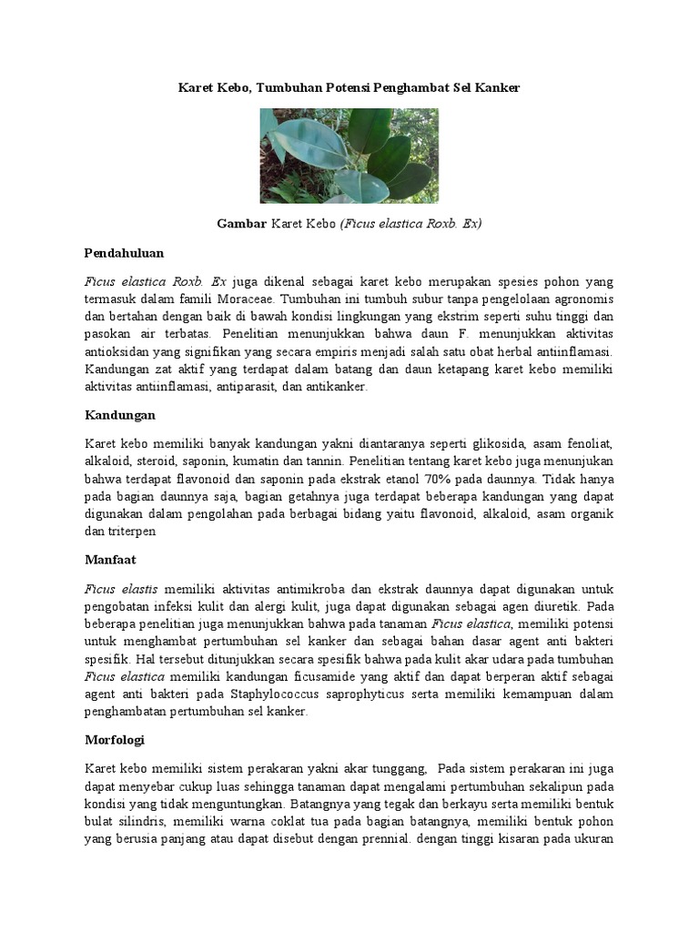 Karet Kebo, Tumbuhan Potensi Penghambat Sel Kanker | PDF