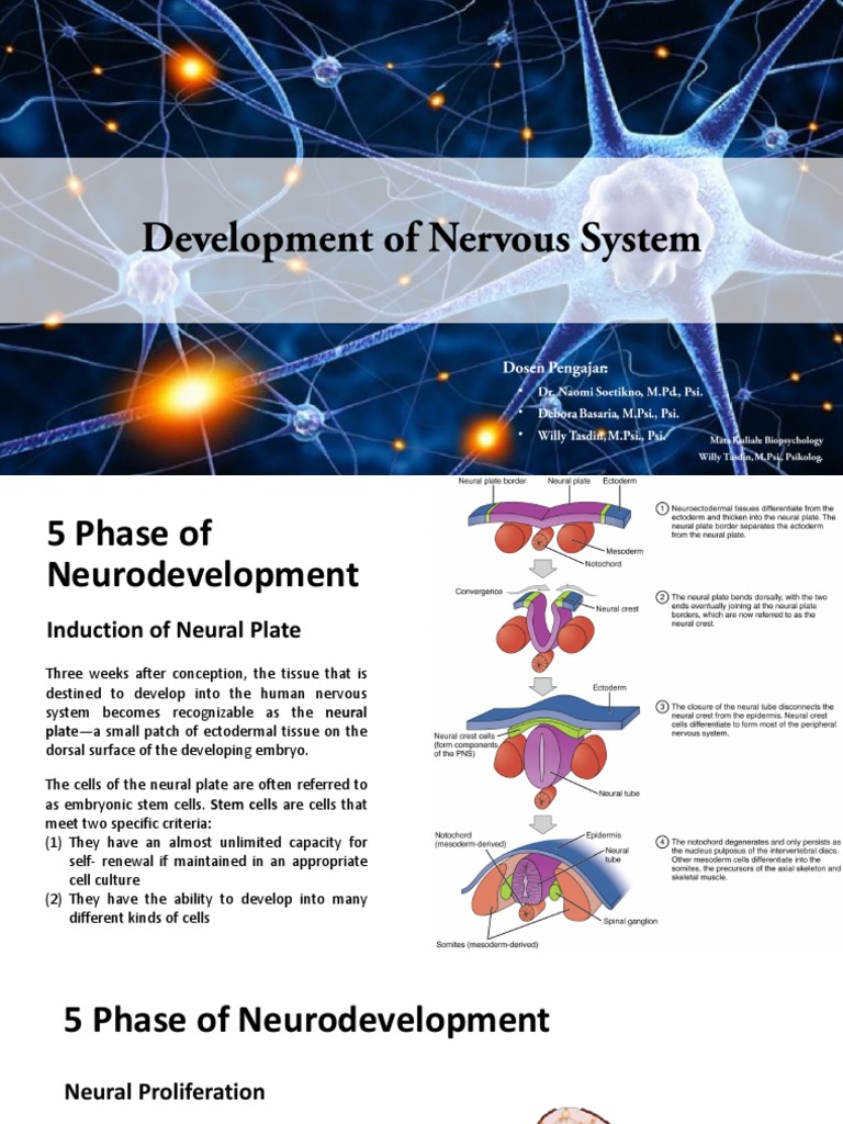 Development of Nervous System | PDF | Autism Spectrum | Axon