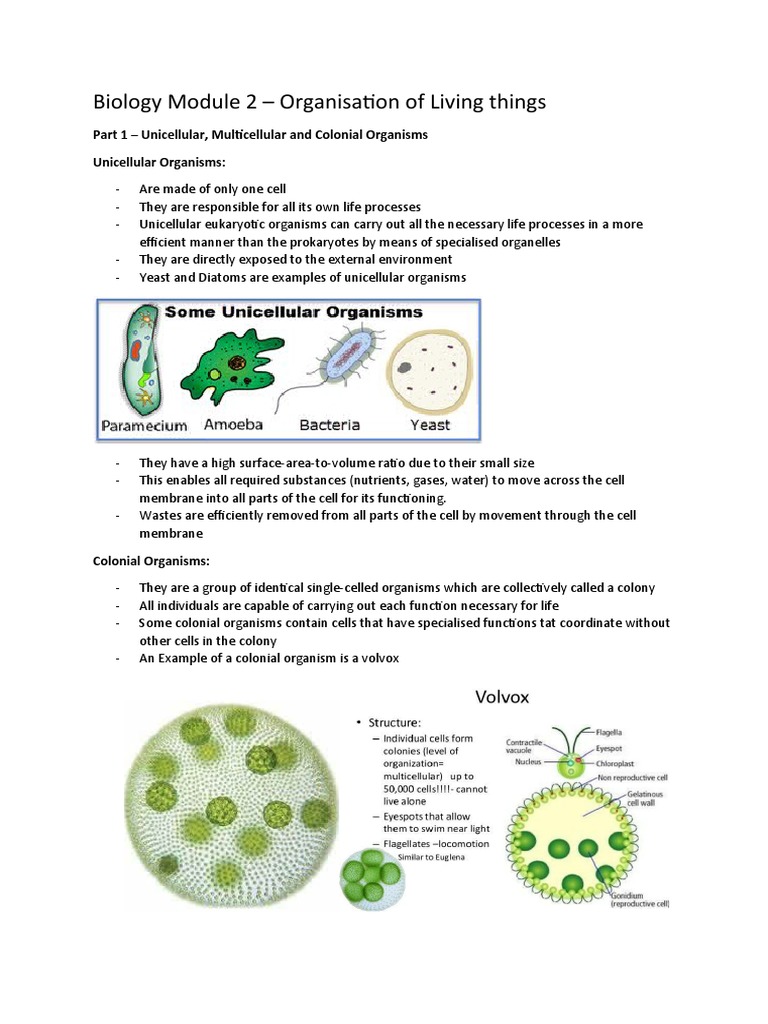 Biology Module 2: Organism Organization | PDF | Tissue (Biology) | Leaf