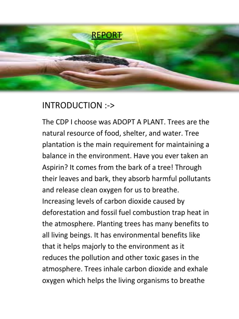 REPORT CDP | PDF | Trees | Mulch REPORT CDP | PDF | Trees | Mulch