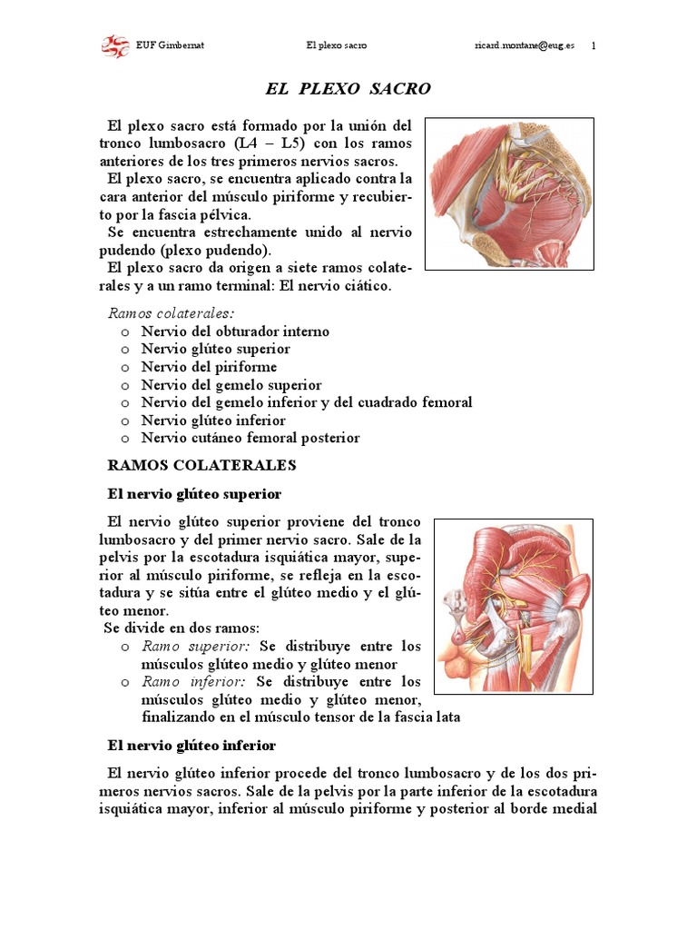 El Plexo Sacro: Ramos Colaterales | PDF | Sistema musculoesquelético ...