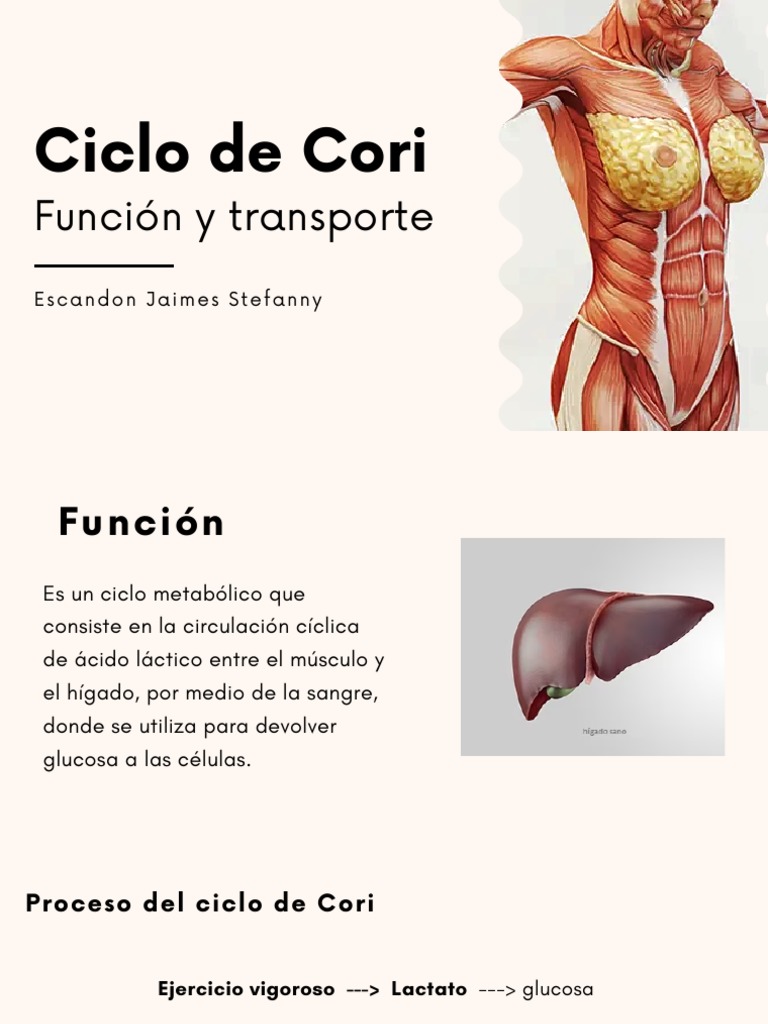 Ciclo de Cori: Función y Transporte | PDF